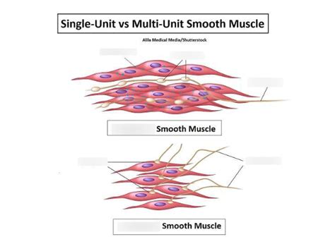 single unit v multi unit smooth muscle physiology of muscle diagram quizlet