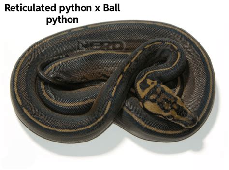 What Are Your Thoughts On Hybrid Ball Pythons I Like The Woma Hybrid Rballpython