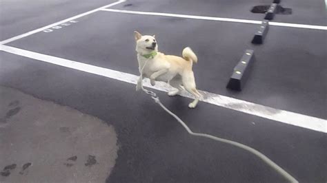 5시 30분만 되면 내가 퇴근하는지 안 하는지 계속 감시하는 공장 진돗개 L 퇴근 전 산책 나가면 저렇게 팔짝 뛰면서 좋아한다