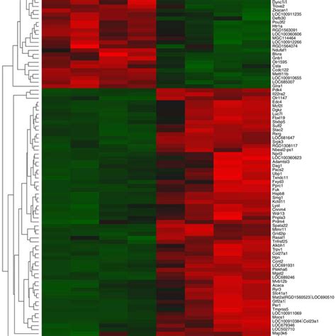 Hierarchical Clustering Analysis Of Genes With Expression Completely Download Scientific