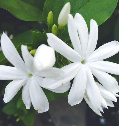Fragrant White Flowers Jasmine At Sarah Gooding Blog