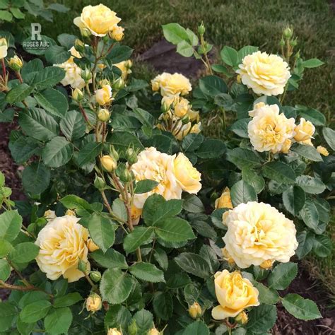 Roses Abc Rose Anny Duperey — Aka Yellow Meilove Belle Romantica