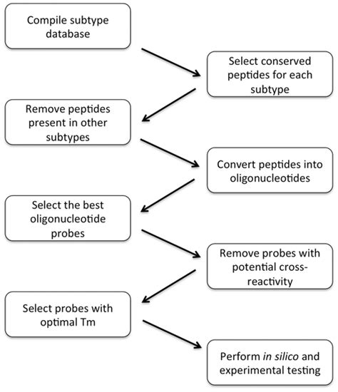 Oligonucleotide Probe