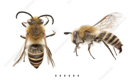 Ivy Bee Stock Image C021 7611 Science Photo Library