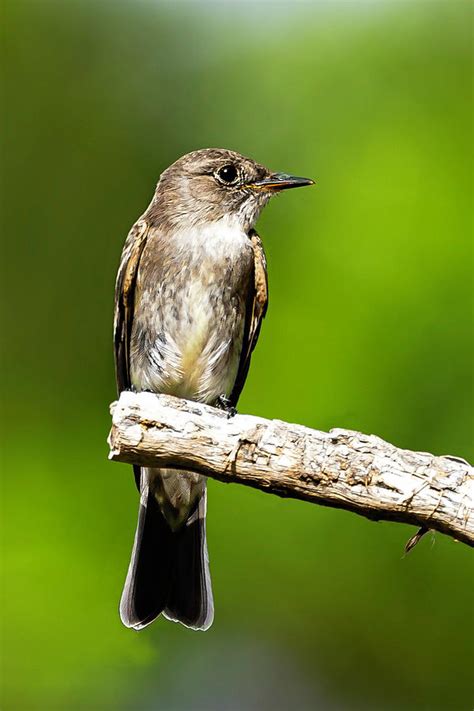 Eastern Wood Pewee Photograph By Rick Reiling Fine Art America