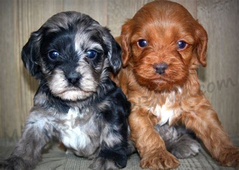 Cockapoo Puppies Are Cockapoos Hypoallergenic Do They Shed Faqs