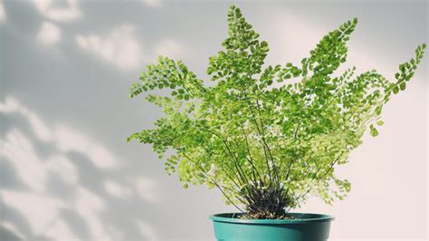 How To Grow And Care For A Southern Maidenhair Fern Gardening Know How