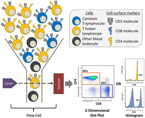 A Brief Overview Of A Flow Cytometry Experiment Identifying The Flow Cytometry Principle How