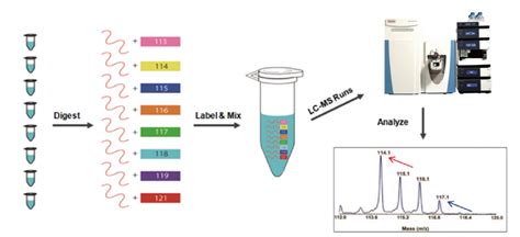Itraq Analysis Service Mtoz Biolabs