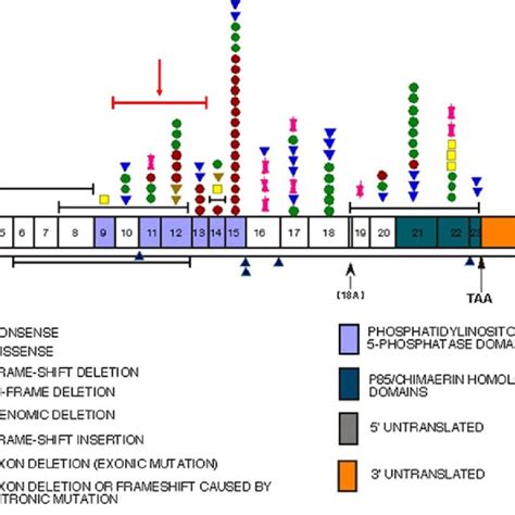 Schematic Representation Of Exonic Location Of Known Mutations Along
