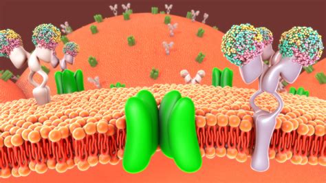 3d Cell Membrane Turbosquid 1871321
