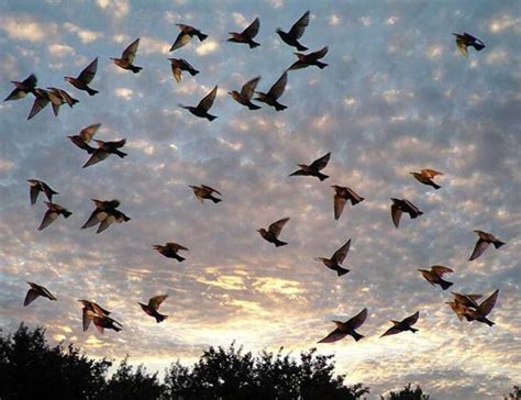 Перелетных птиц весной - картинки и фото poknok.art