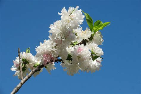 麦李花 重瓣麦花 麦 大山谷图库
