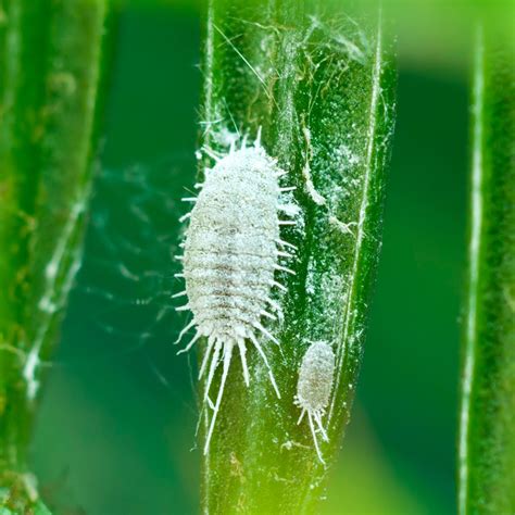 Piojos Harinosos Pseudococcus Picture Insect