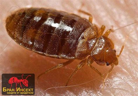 Снимки на дървеници и ухапвания от тях — Бран Инсект