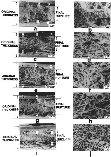 Secondary Electron Images Demonstrating The Microstructure Of Al 6063 Download Scientific