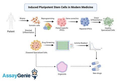 The Transformative Era Of Induced Pluripotent Stem Cells In Modern Medicine Assay Genie