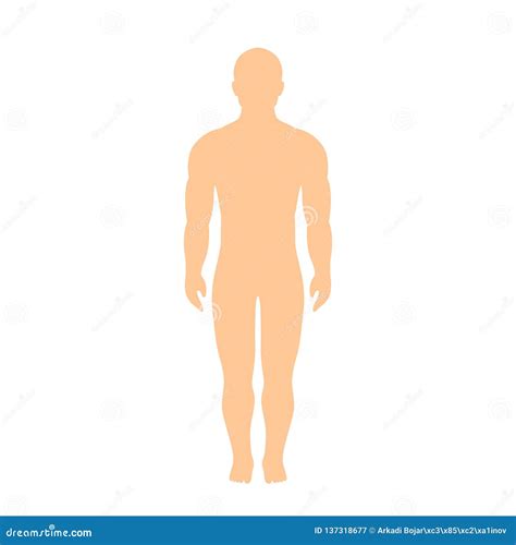 Athletic Male Body Chart Cartoon Vector 67101769