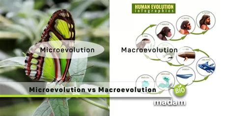 Difference Between Microevolution And Macroevolution Science