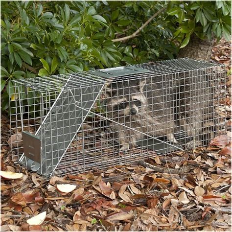 Types Of Wildlife Traps At Clyde Rucker Blog