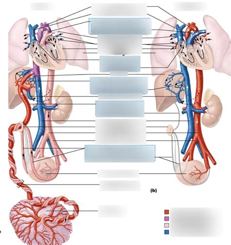 Fetal Circulation Diagram Quizlet