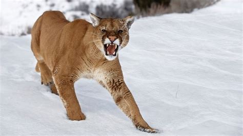 The Worlds Most Dangerous Cat And 14 Other Fierce Felines Howstuffworks