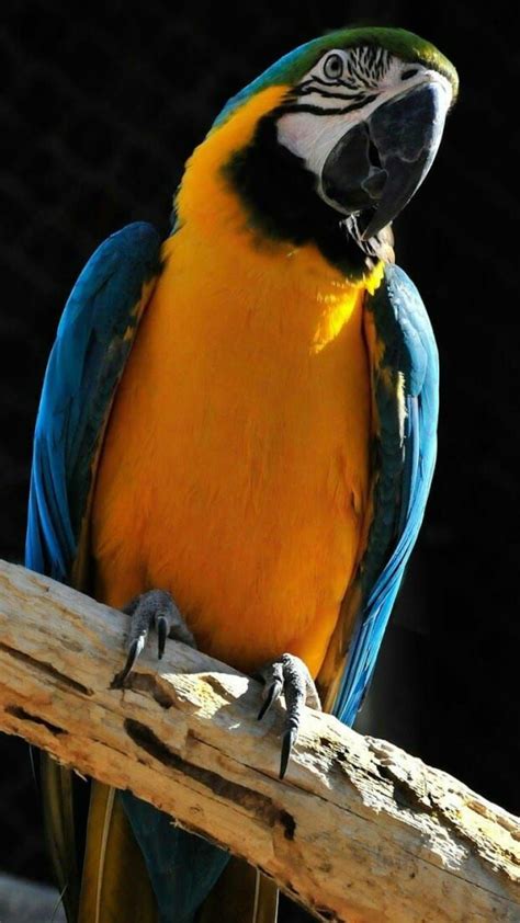 Guacamayo Azul And Amarillo Birdwatching Inspiration Colorful Macaw On