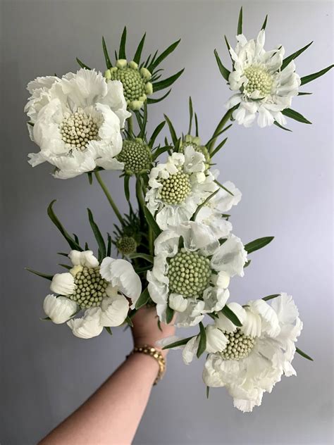 White Scabiosa Flower Aesthetic Love Flowers Flower Arrangements