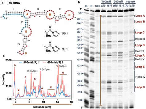 In Cell Rna Structure Mapping With Chiral Acylating Reagents Reveals Download Scientific