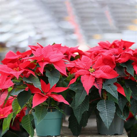 포인세티아 일상보호키우기 가지치기 파종 Picturethis