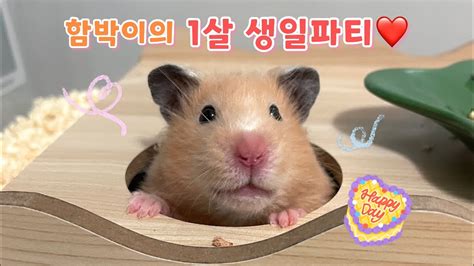 페디그리 햄스터ㅣ함박이의 첫 생일파티🎂 햄찌용 3단 케이크 만들기 Hbd Hambak🐹 Youtube