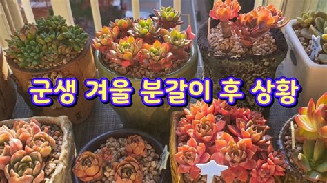 분갈이 군생 환엽로망포토시나휴밀리스군생분갈이 Youtube