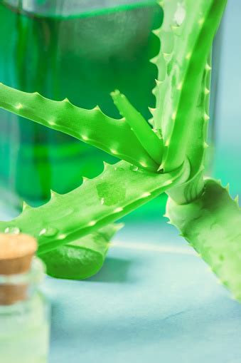 작은 병에 조각 테이블에 알로에 베라 추출 물 선택적 초점입니다 가꿔주기에 대한 스톡 사진 및 기타 이미지 가꿔주기 건강관리와 의술 녹색 Istock