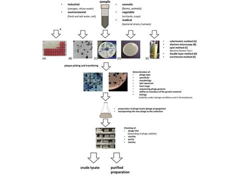 Protocol For Phage Isolation Flowchart Ppt