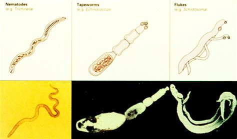 Helminths Flashcards Quizlet