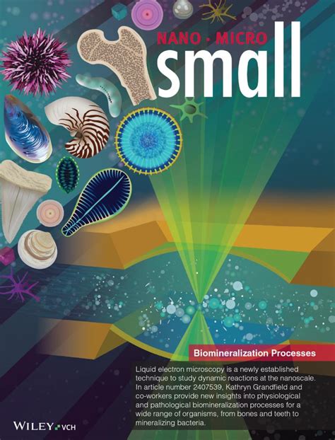 Exploring Biomineralization Processes Using In Situ Liquid Transmission Electron Microscopy A