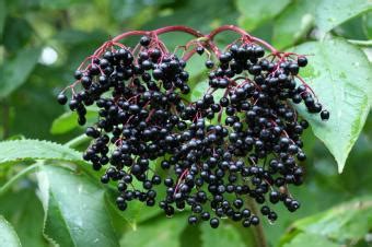 11 Berries That Grow On Trees Which Ones Are Edible LoveToKnow