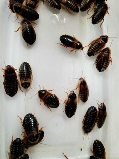 Dubia Roach Colonies For Sale Sustainable Reptile Feeding