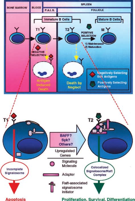 Figure 1 From Cell Development As Distinct Checkpoints In Murine Splenic B Transitional B