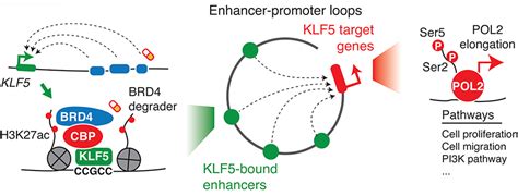 Chromatin Looping Shapes Klf5 Dependent Transcriptional Programs In Human Epithelial Cancers Pmc