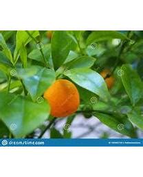 Mandarine Dectection Single Object Object Detection Dataset By