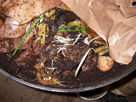 Creating A Worm Composting System