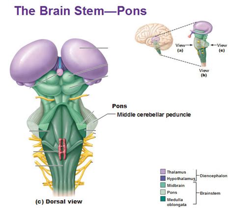 Cns Intro To Brain And Ventricles Medulla Oblongata Pons Mid Brain
