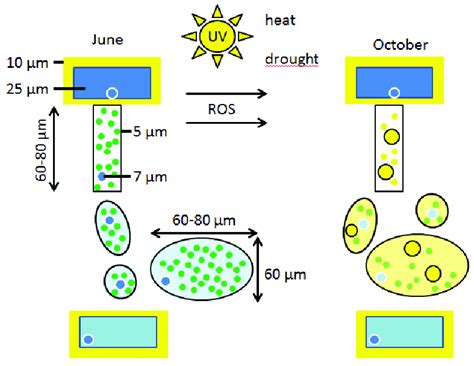Schematic Representation Of The Entire Study Download Scientific Diagram