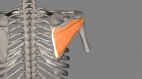 The Infraspinatus Is A Thick Triangular Muscle That Occupies Much Of The Infraspinous Fossa Of