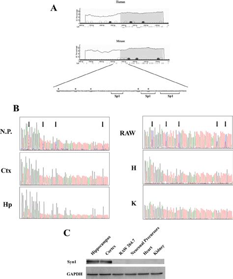 Differential Methylation Pattern Of The SYN1 Promoter A Predicted