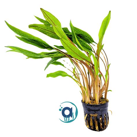 Cryptocoryne Lucens Van Hoge Kwaliteit Kopen Aquania