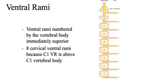 Brachial Plexus Flashcards Quizlet
