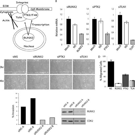 Runx2 Down Regulation Inhibits Motility Of U2os Osteosarcoma Cells A Runx2 Down Regulation Inhibits Motility Of U2os Osteosarcoma Cells A