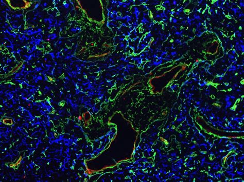 Publications — Ehrlich Lab